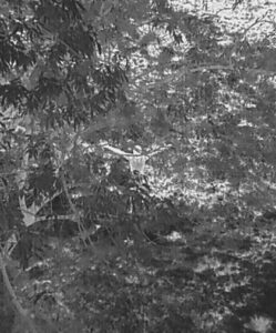 Differences between images in .TIFF, .JPG and R.JPG formats | AV3 ...